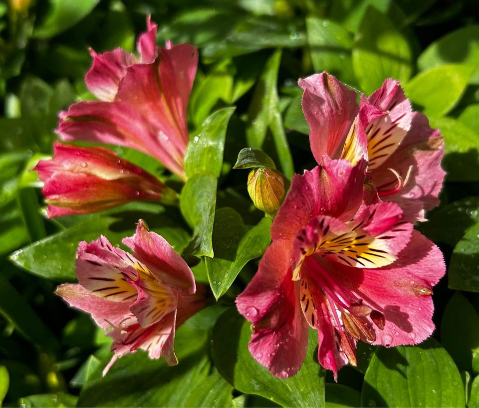 Alstroemeria 'Princess Ivana' Plants | Heirloom Haven