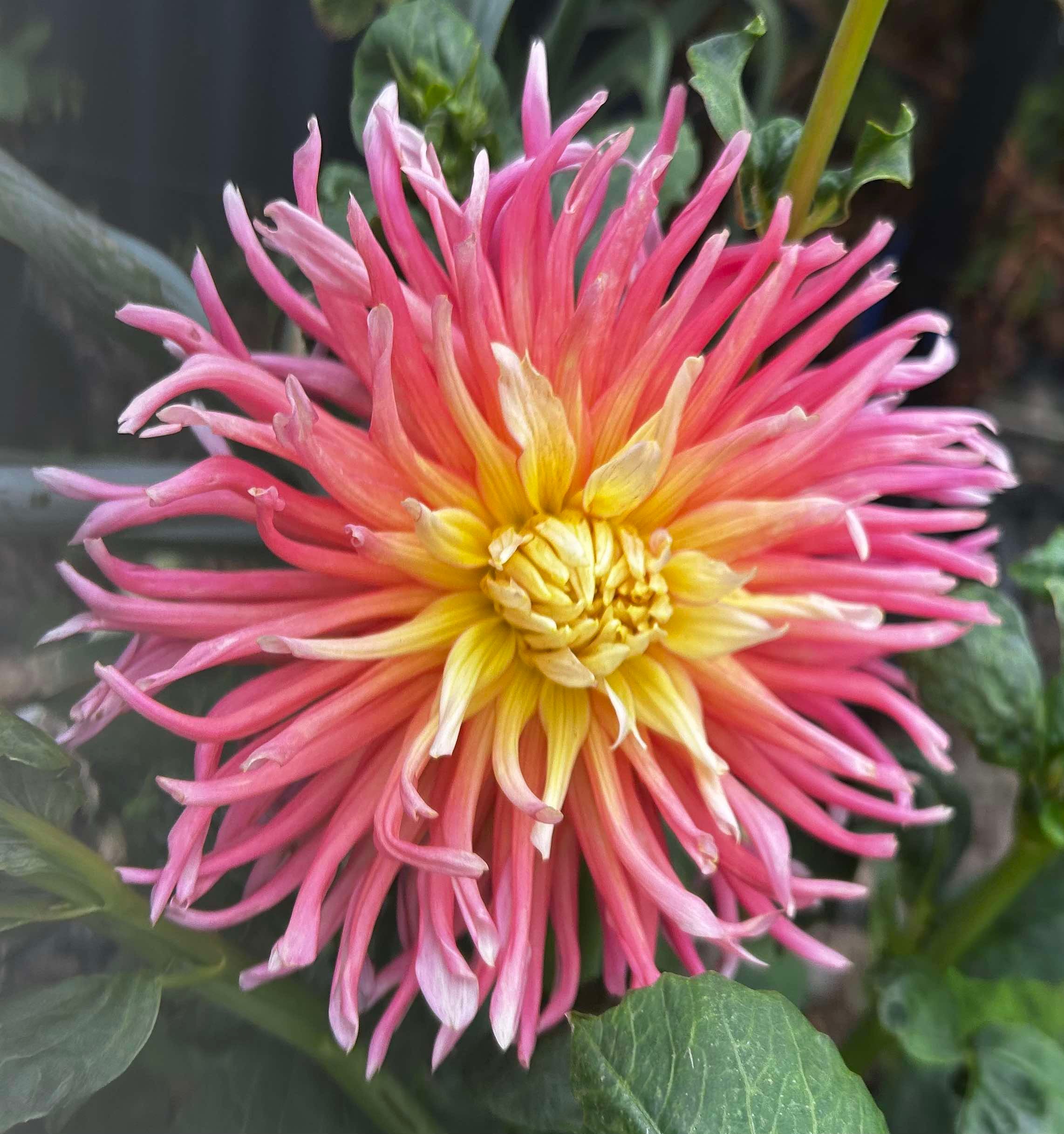 HIDDEN Dahlia - Delbard Villandry Dinner Plate Cactus Tuber | Heirloom ...