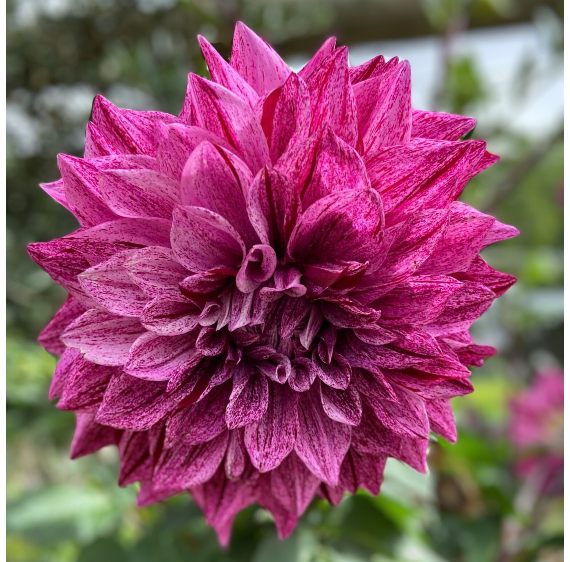 Dahlia - Samoan Prince Dinner Plate Tuber | Heirloom Haven